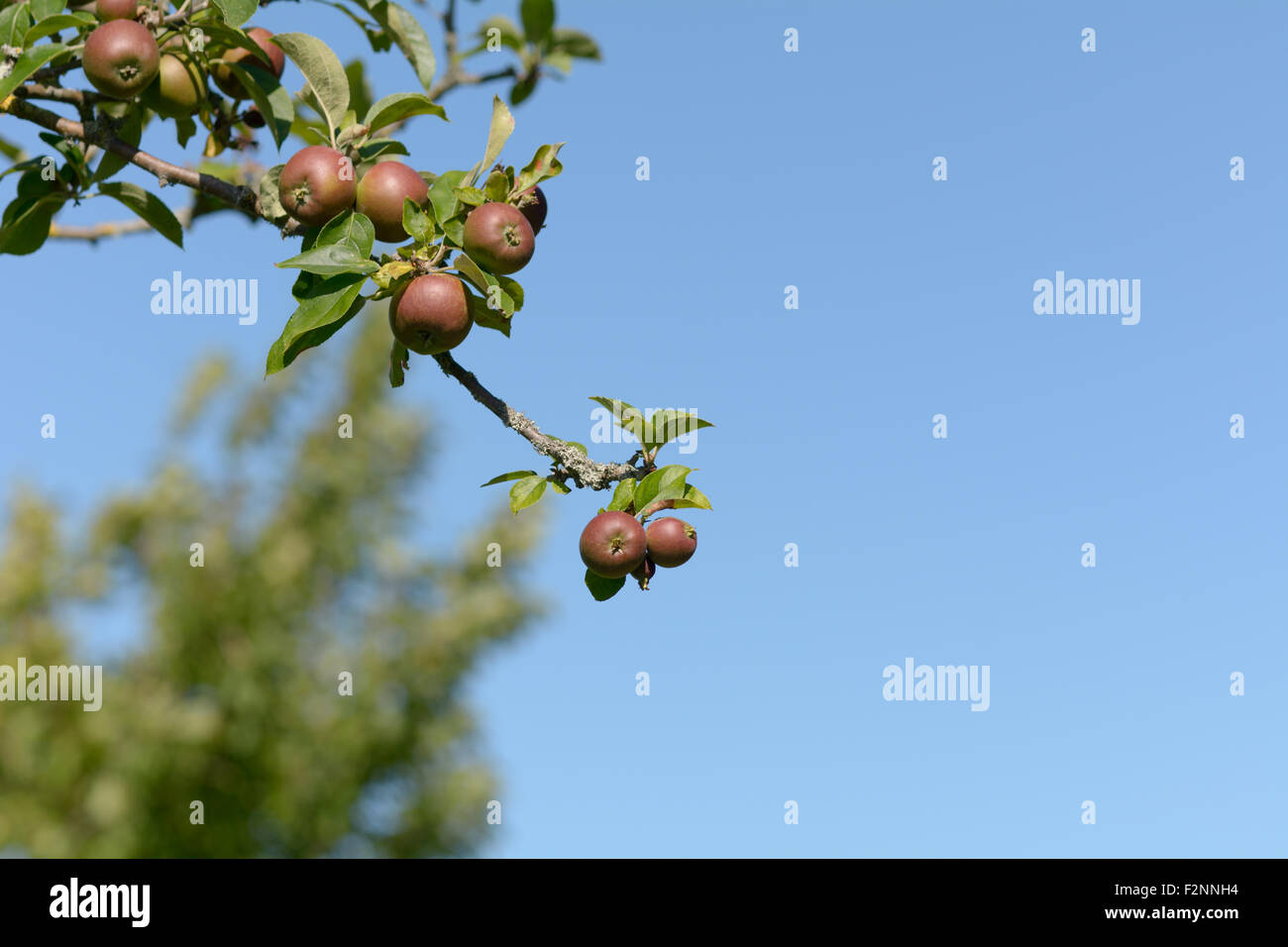 Apples growing on tree in orchard in France Stock Photo - Alamy