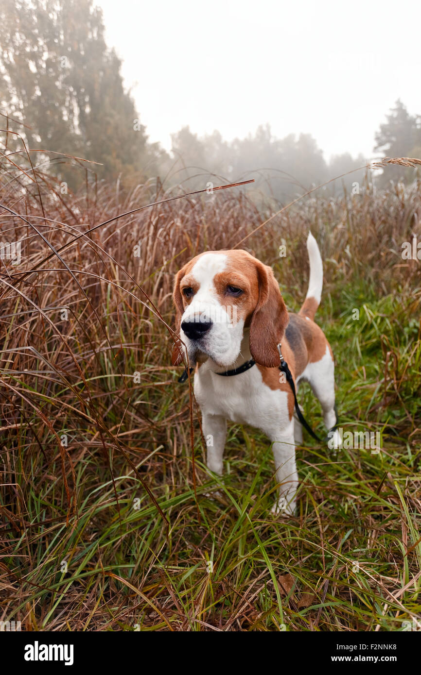 beagle in the foggy morning in forest Stock Photo - Alamy