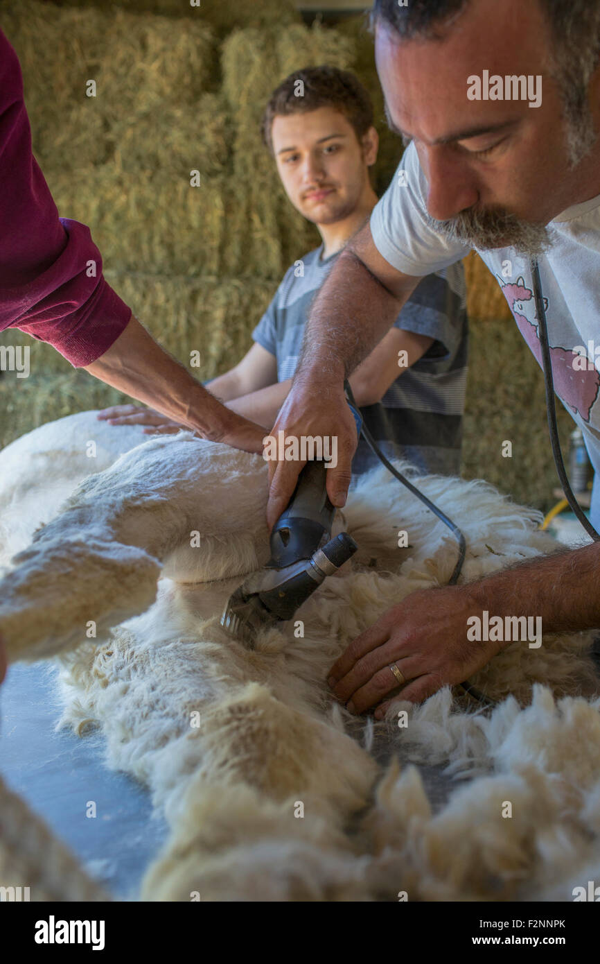 Caucasian farmers shearing alpaca on farm Stock Photo - Alamy