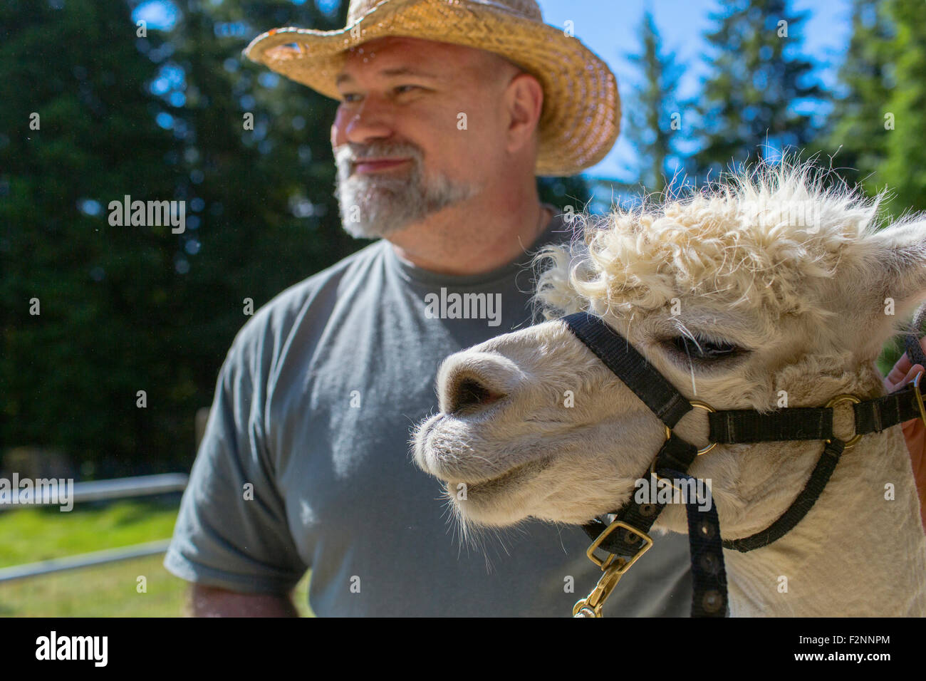 Caucasian farmer standing with alpaca on farm Stock Photo - Alamy