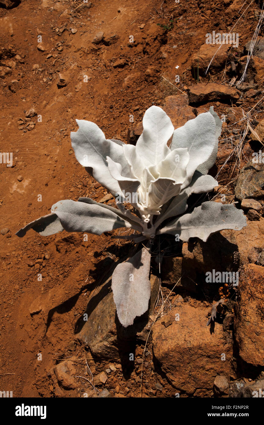 Taurus plant hi-res stock photography and images - Alamy