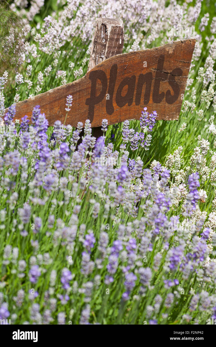 Plants sign with lavender at New Forest Lavender Farm, Landford ...