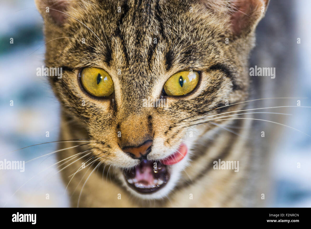 Young Cat Face Stock Photo - Alamy