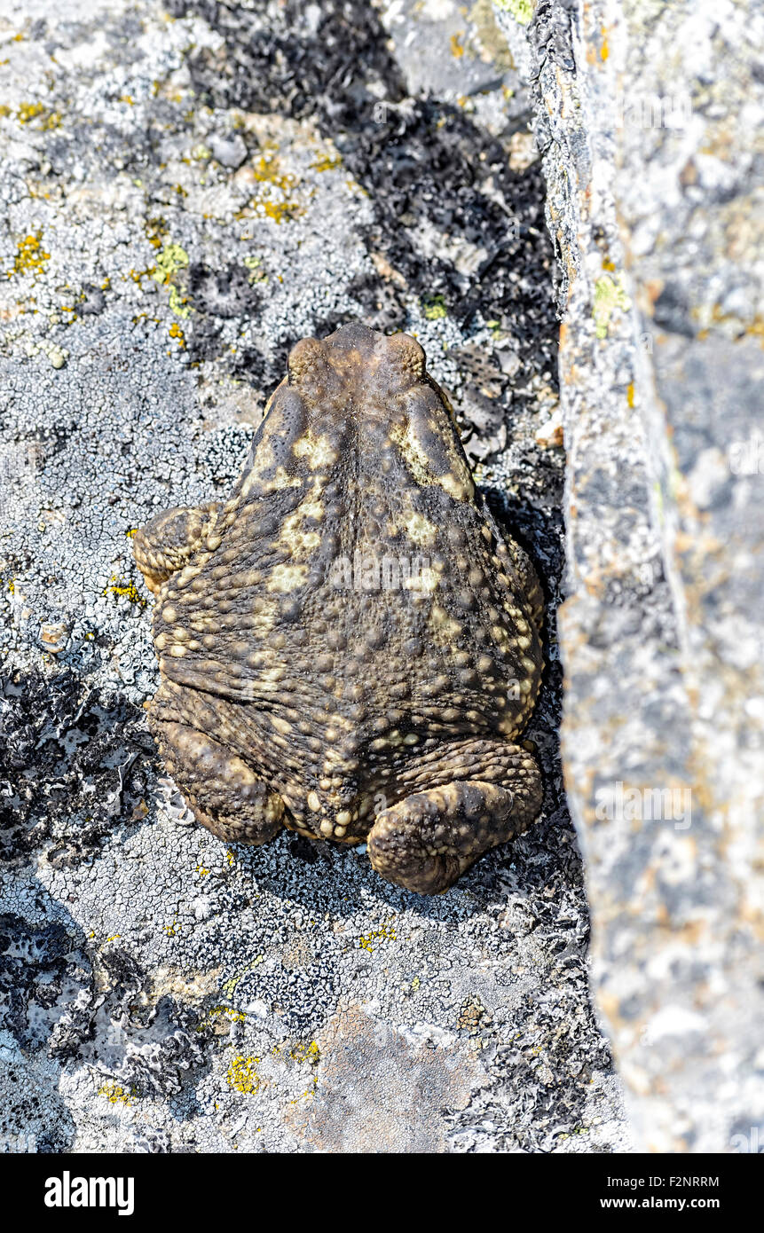 Wallpaper Toad High Resolution Stock Photography and Images - Alamy