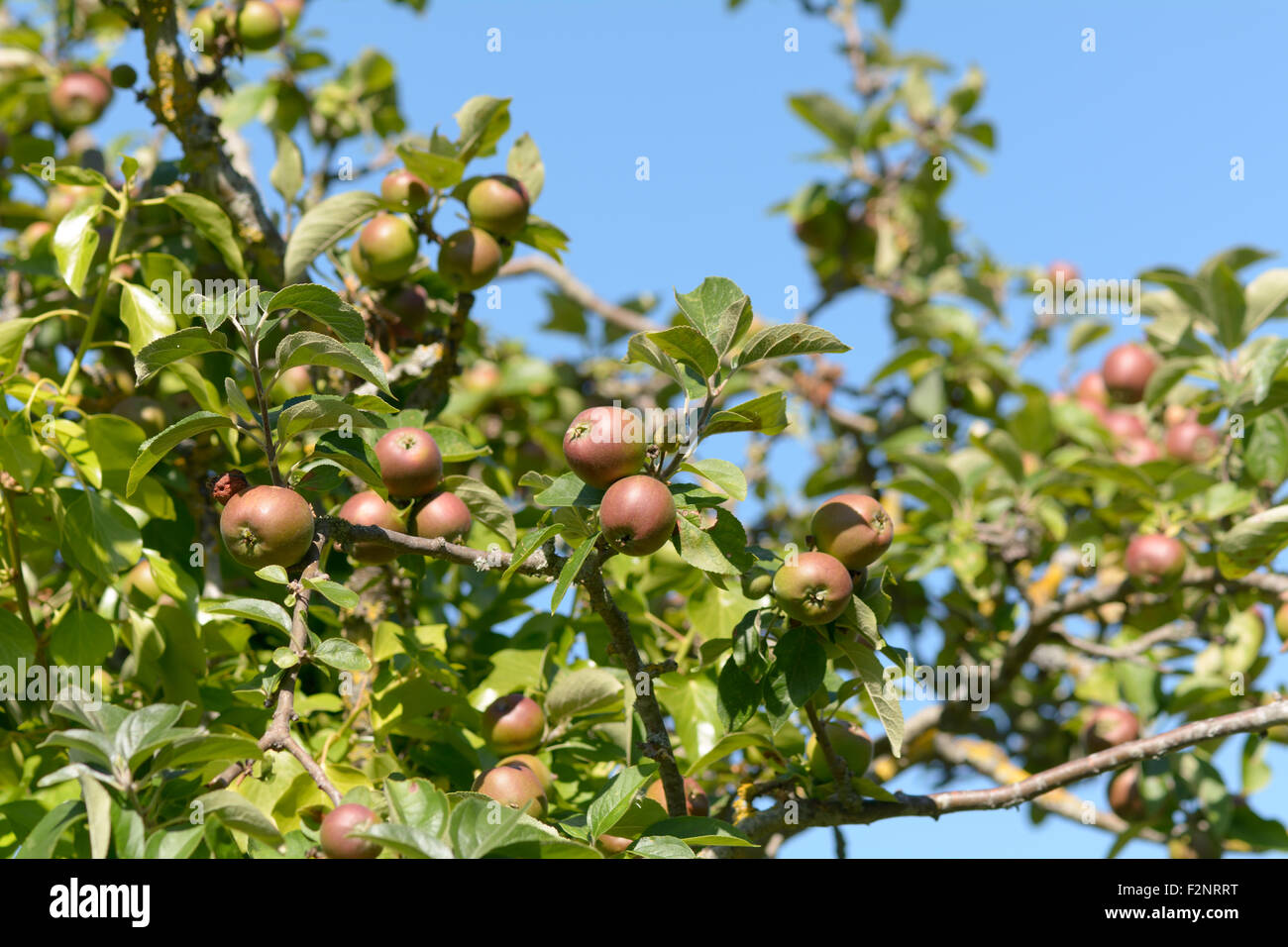 Apples Growing France High Resolution Stock Photography and Images - Alamy