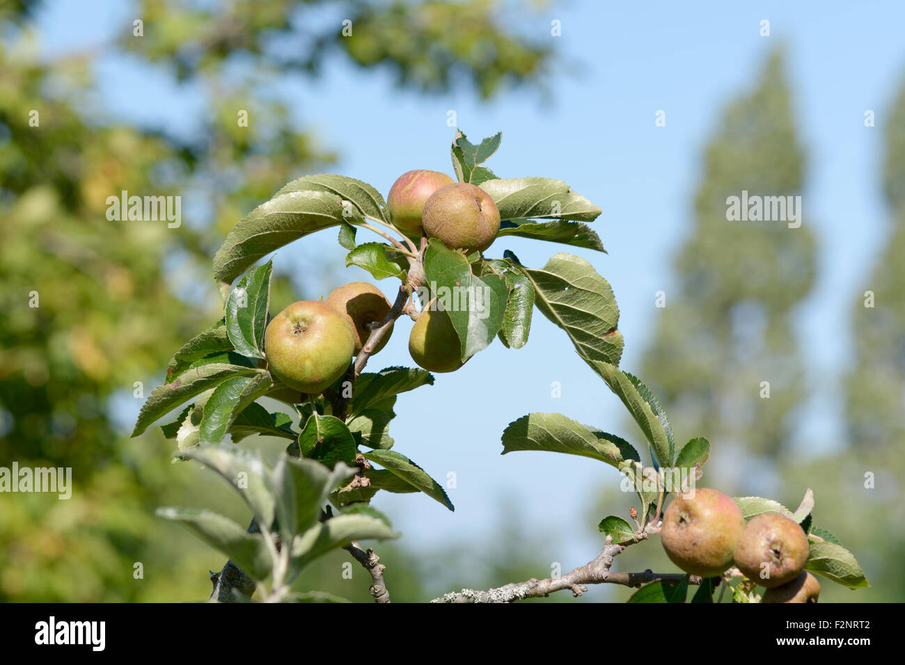 Apples growing on tree in orchard in France Stock Photo - Alamy