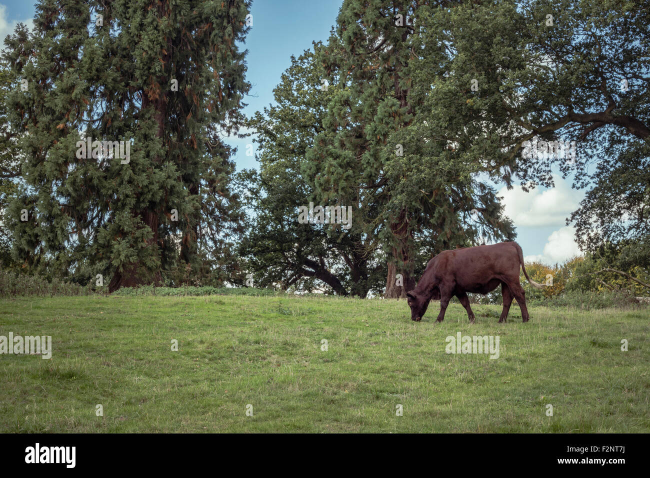 A cow in a landscape , a beautiful landscape Stock Photo - Alamy