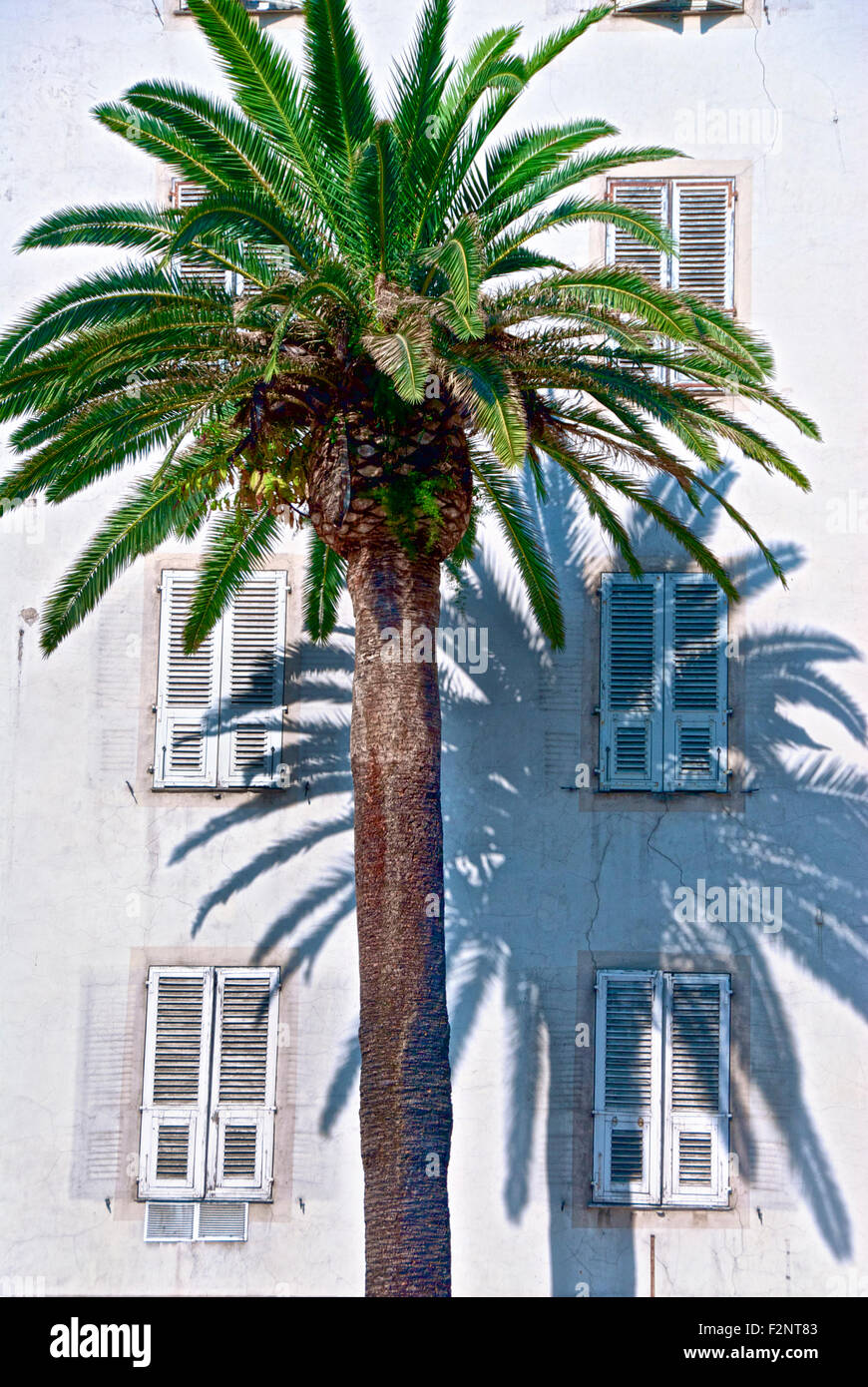 Corsican palm tree hi-res stock photography and images - Alamy
