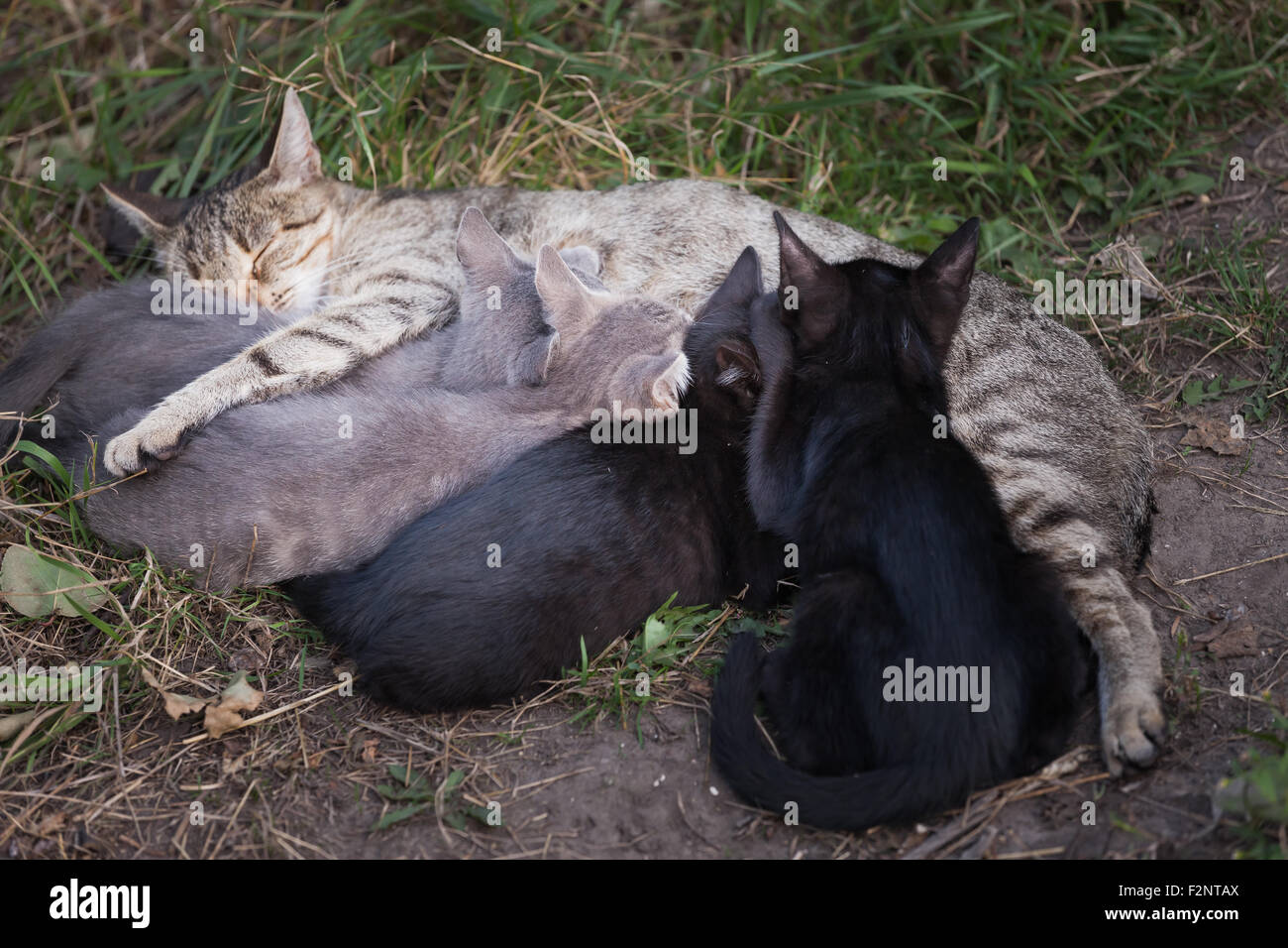 Cat Nursing her Kittens. motherhood Stock Photo - Alamy