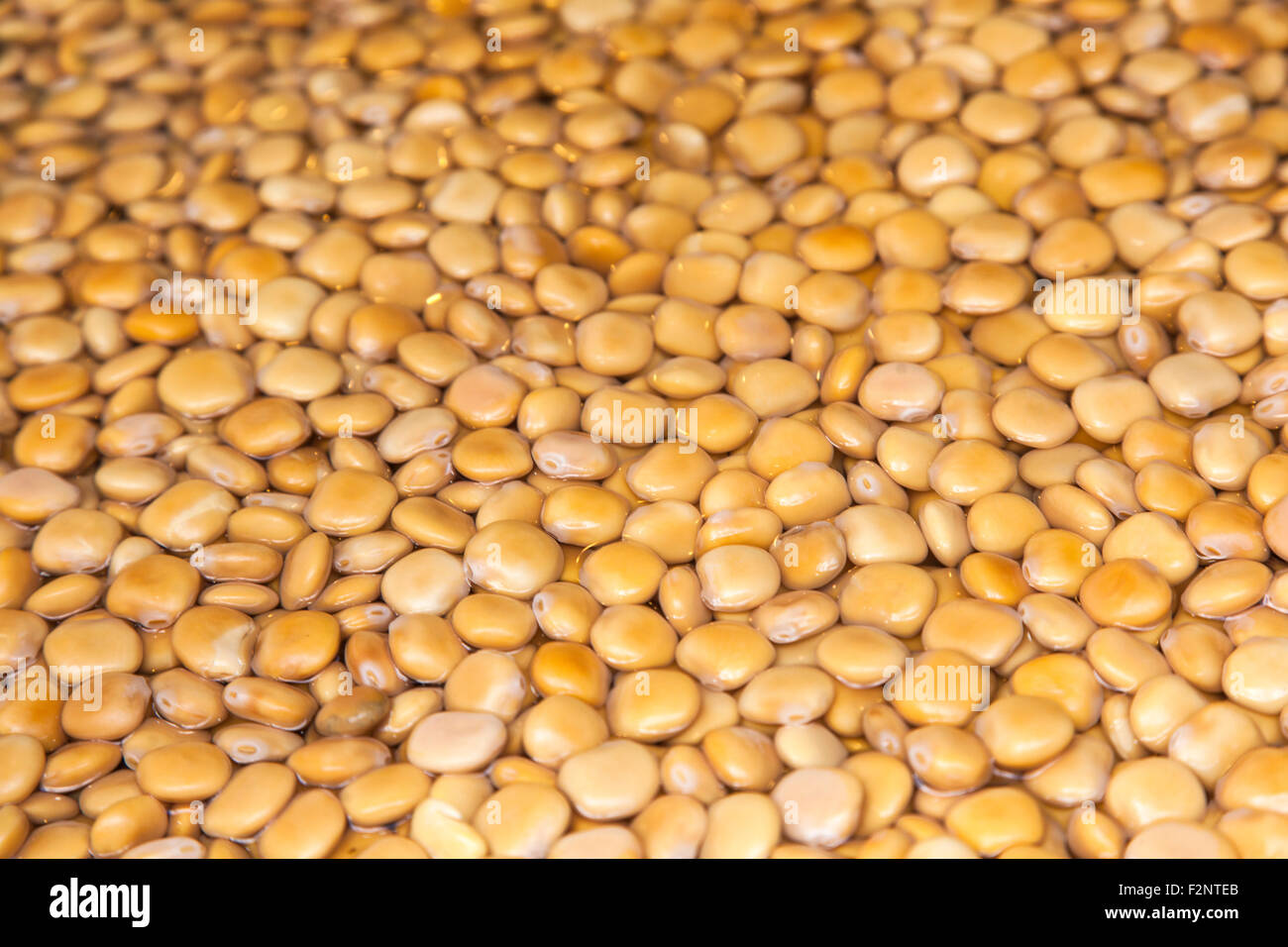 Background of yellow lupins in stall. Lupin; a traditional pulse ...