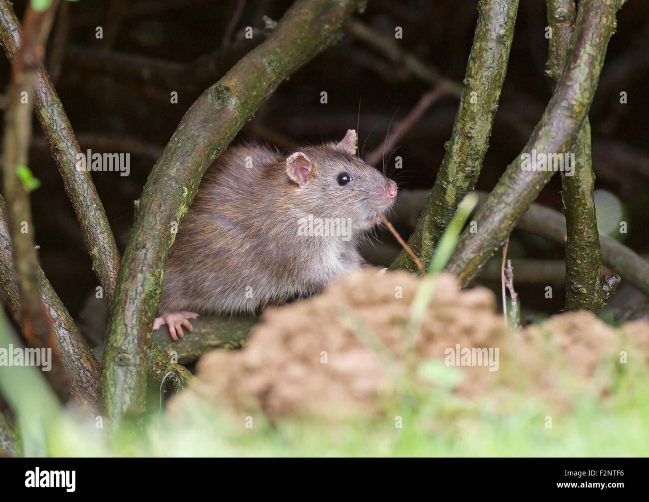 Brown rat uk feed hi-res stock photography and images - Alamy