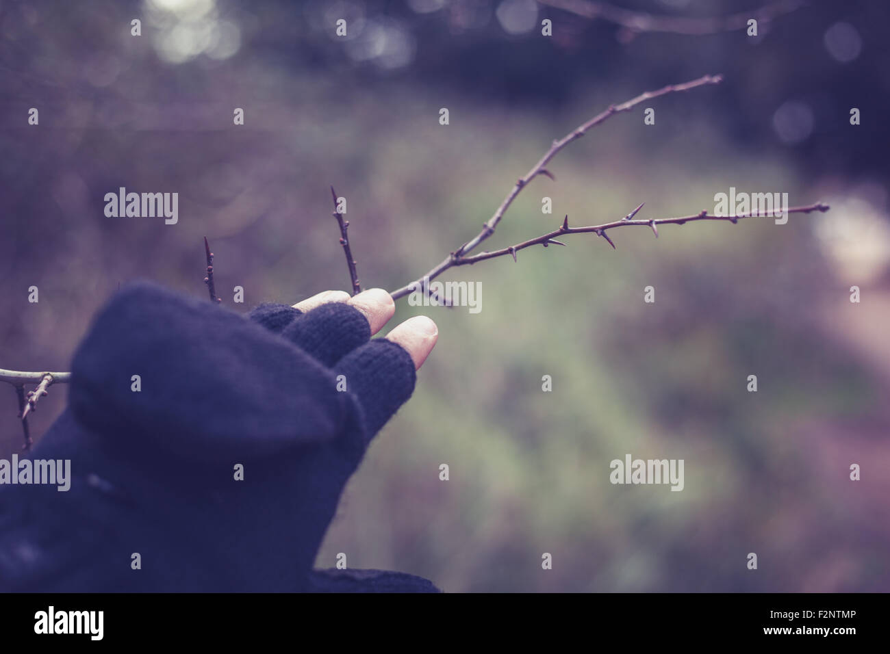 Hand touching branch outside Stock Photo - Alamy