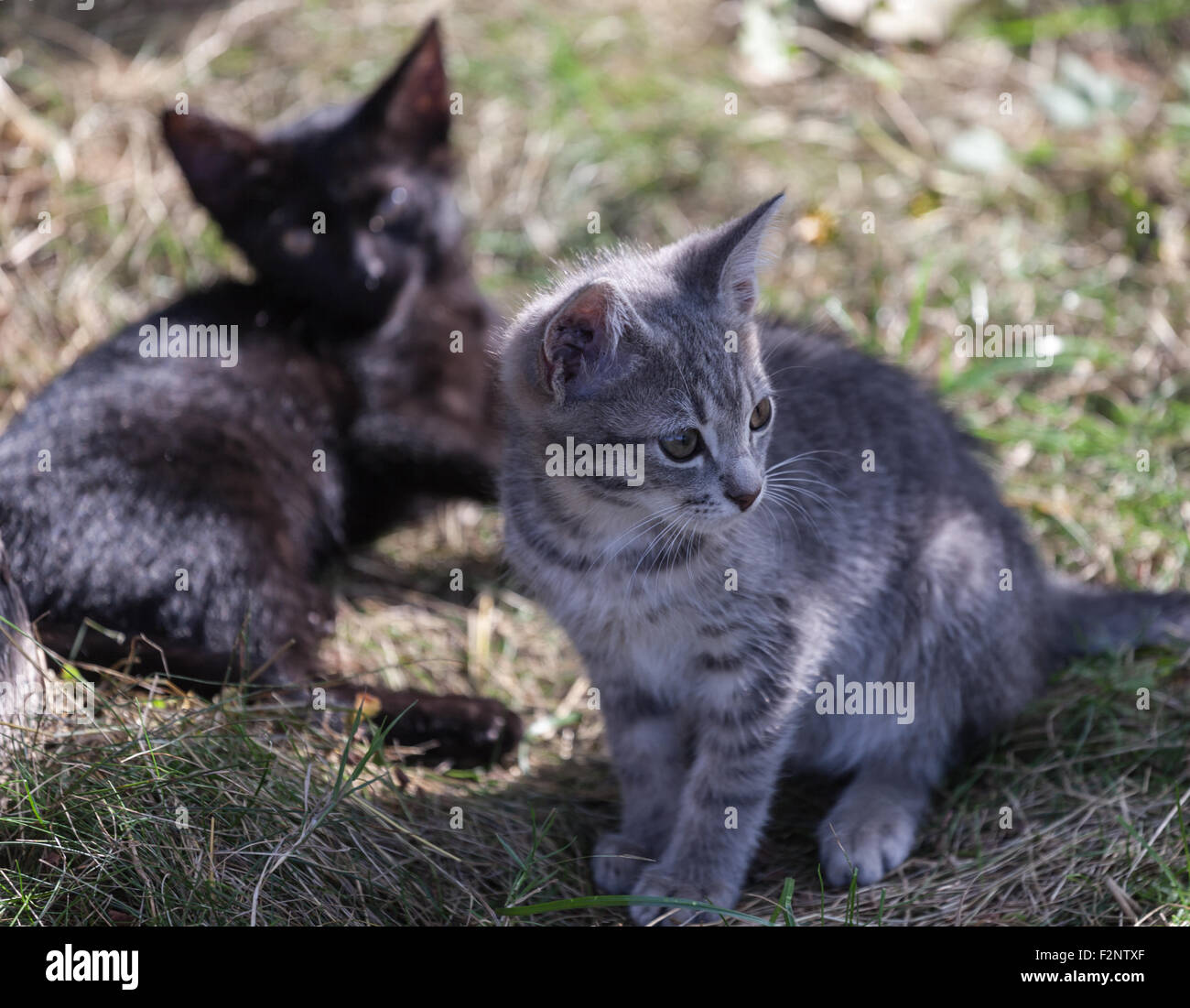 Small kittens resting outdoors at summer day Stock Photo - Alamy