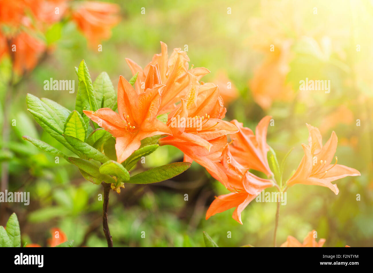 Sunlight azaleas hi-res stock photography and images - Alamy