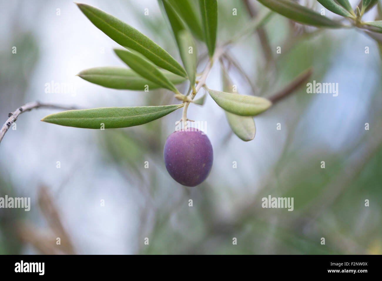 Ripe olive in its branch Stock Photo - Alamy