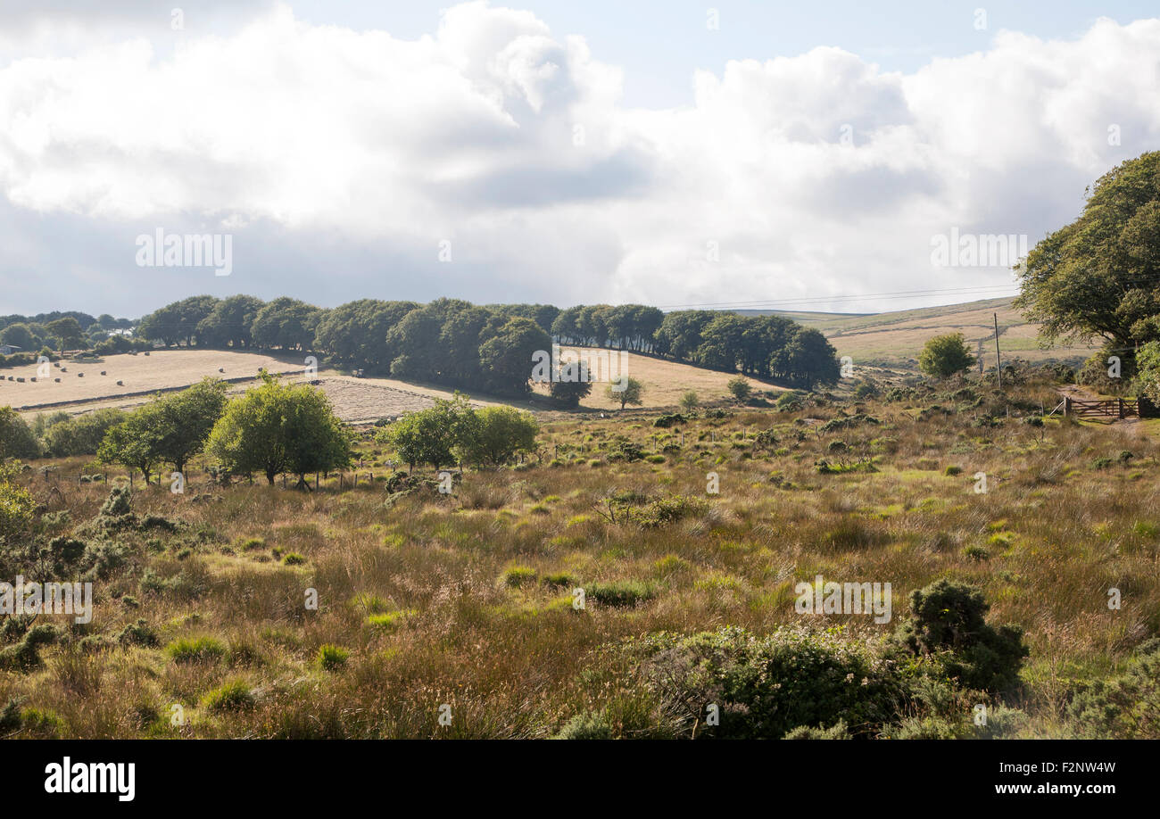 Moorland farming landscape, Dartmoor national park, near Postbridge ...