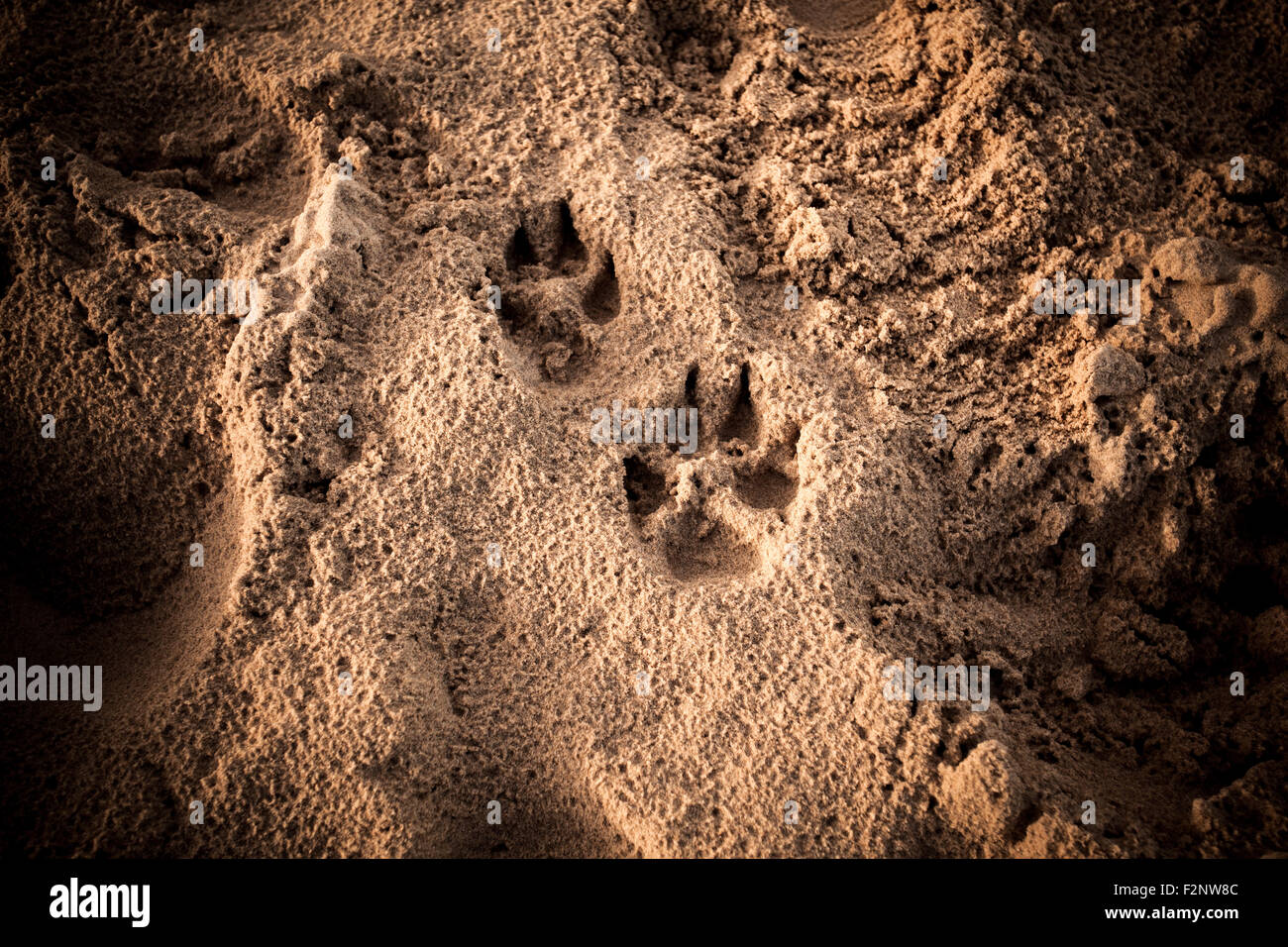 a pair of dog, fox or wolf prints in the sand Stock Photo - Alamy