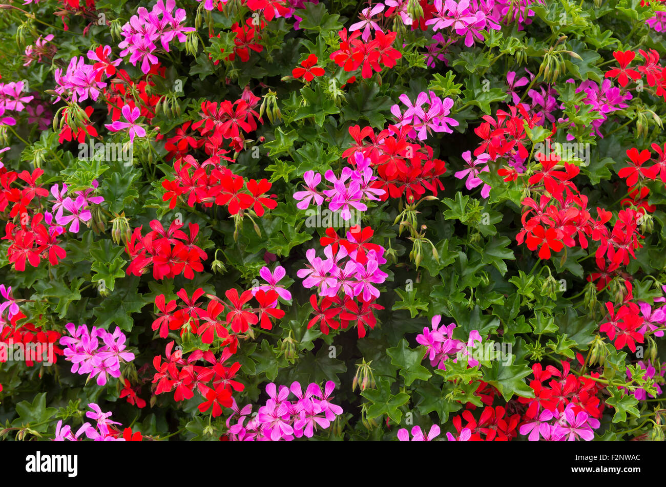 background of blooming red and pink geranium flowers Stock Photo - Alamy
