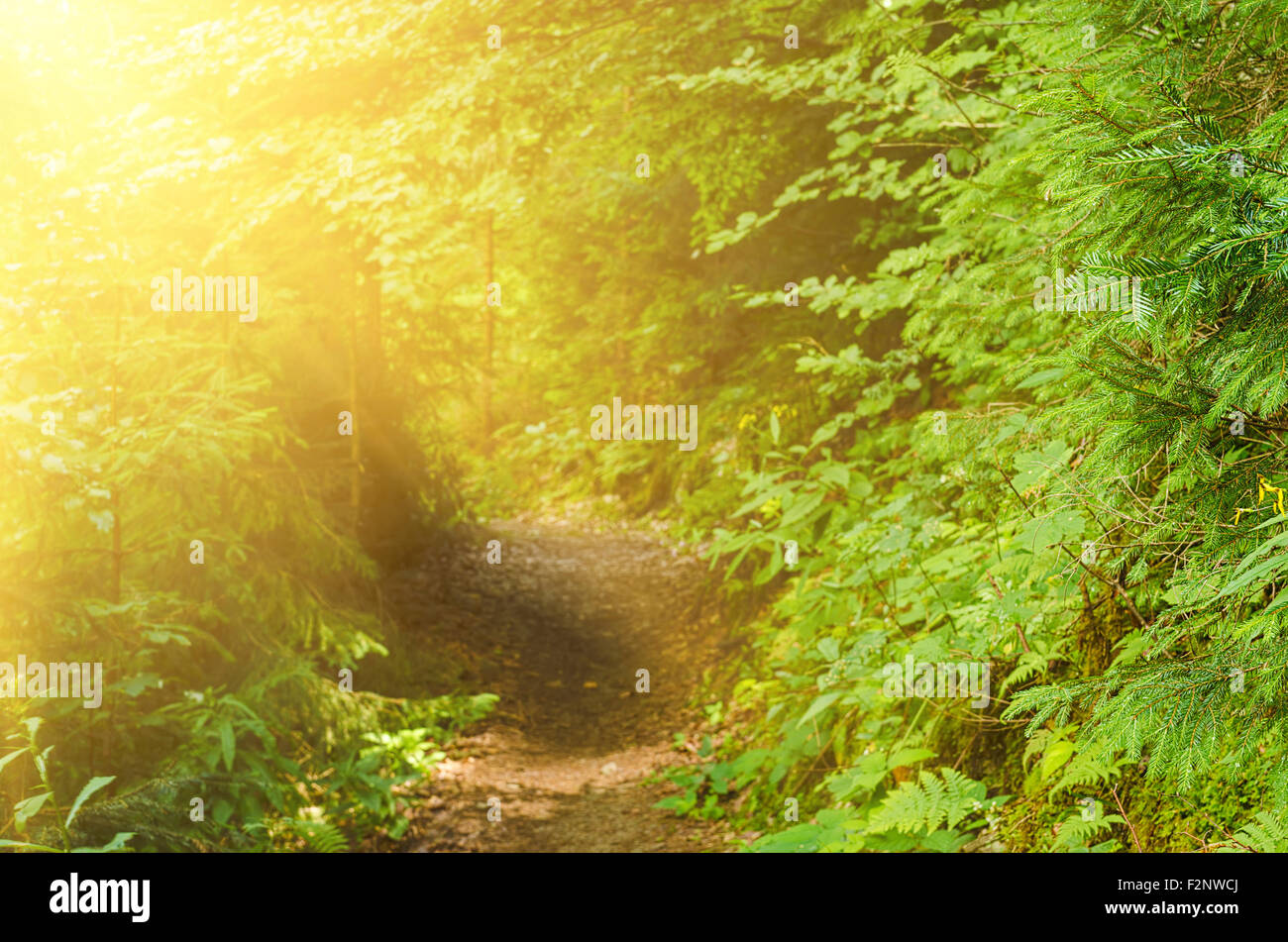 The trail in a forest Stock Photo - Alamy