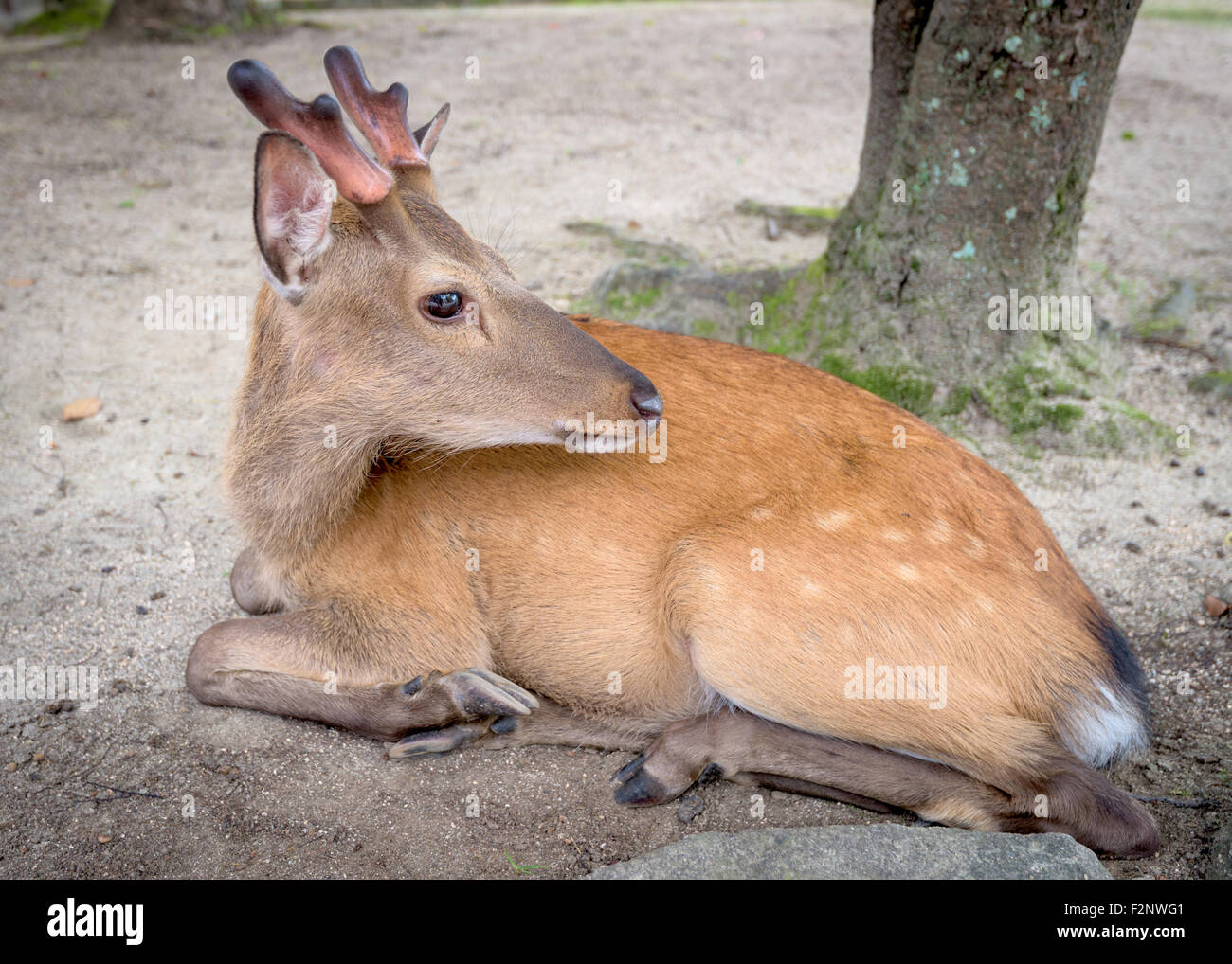 Famous Japanese deer on Miyajima island Stock Photo - Alamy