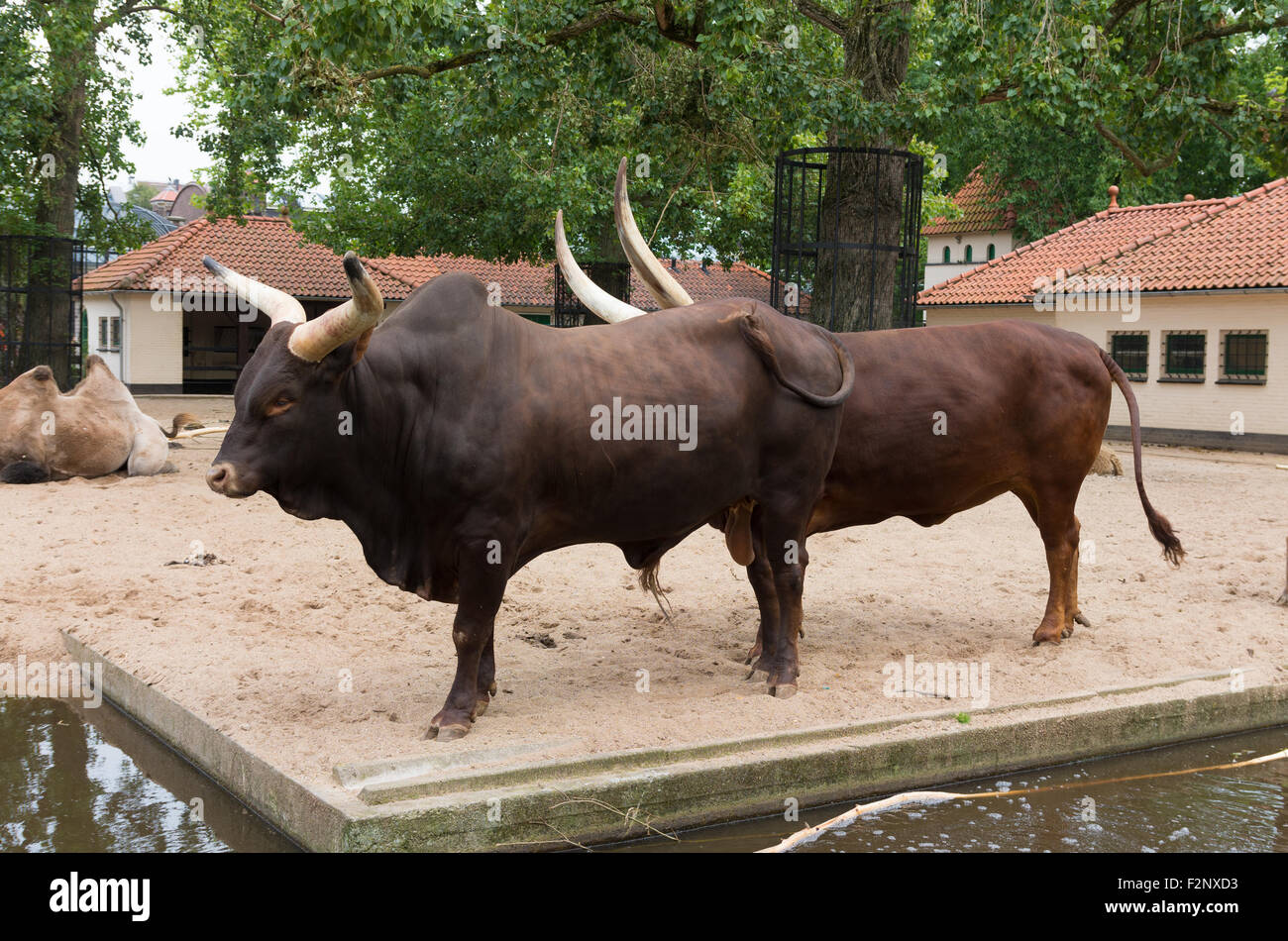 pair of longhorn cows in artis zoo, netherlands Stock Photo - Alamy