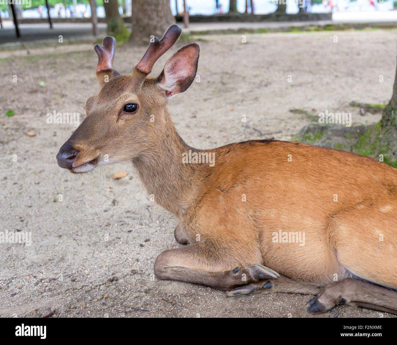 Special Japanese deer relaxing in the shade Stock Photo - Alamy
