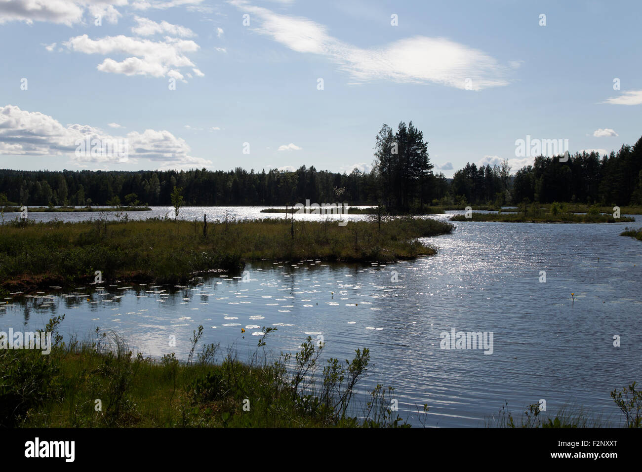 Backlit island in Swedish lake, Glaskogen Nature Reserve, Varmland ...