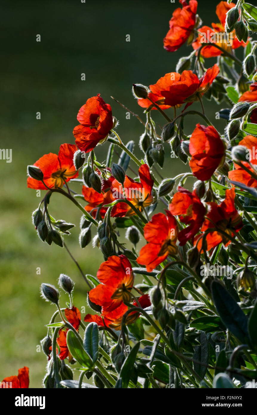 red rock rose flowers Stock Photo - Alamy