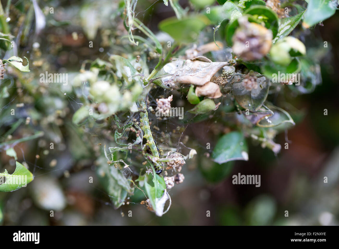 Caterpillar of Box tree moth (Cydalima perspectalis) damaging leaves ...