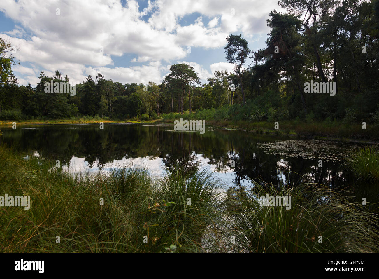 Forest pond in nature reserve Grote Meer, Woensdrecht, North Brabant ...