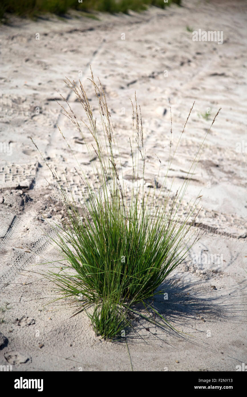 Purple moor-grass (Molinia caerulea) on sandy spot Stock Photo - Alamy