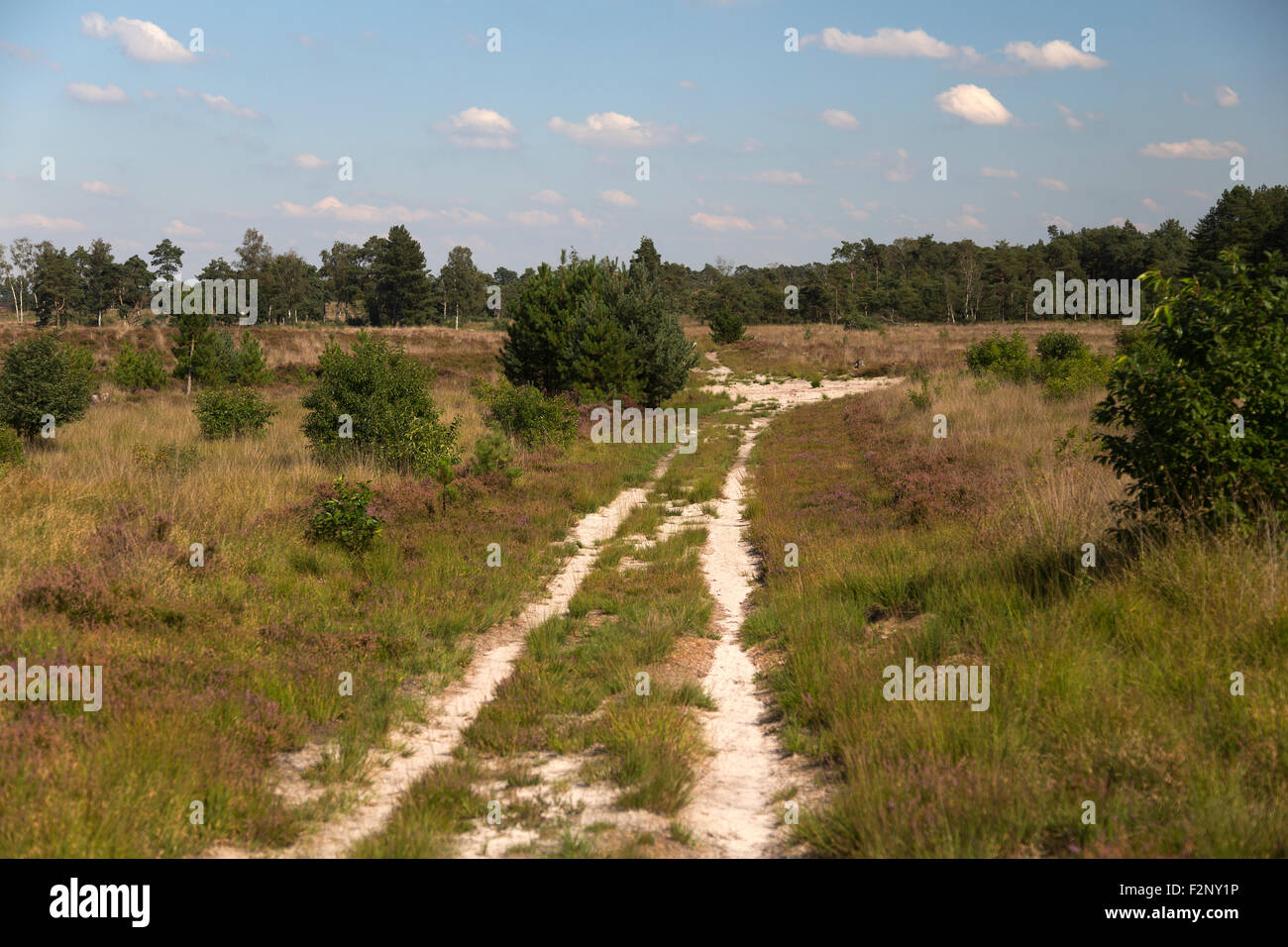 Sandy track in heathland reserve Kalmthoutse Heide, Kalmthout, Flanders ...
