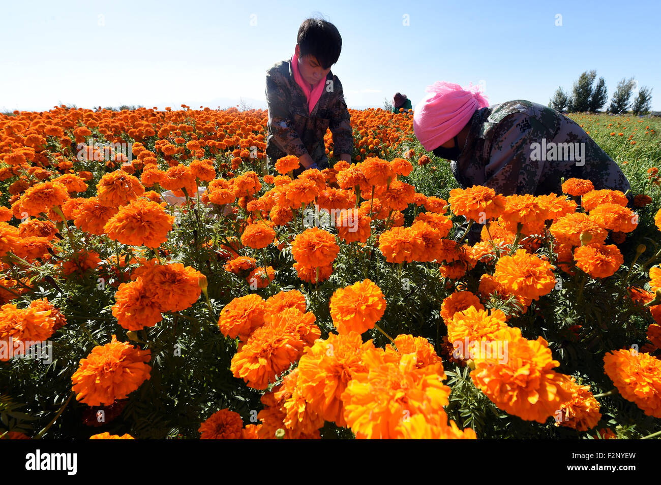 Jinchang, China's Gansu Province. 22nd Sep, 2015. Local villagers pick ...