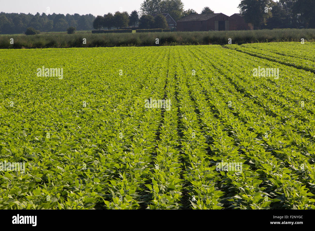 Rows of French beans growing in the open air Stock Photo - Alamy