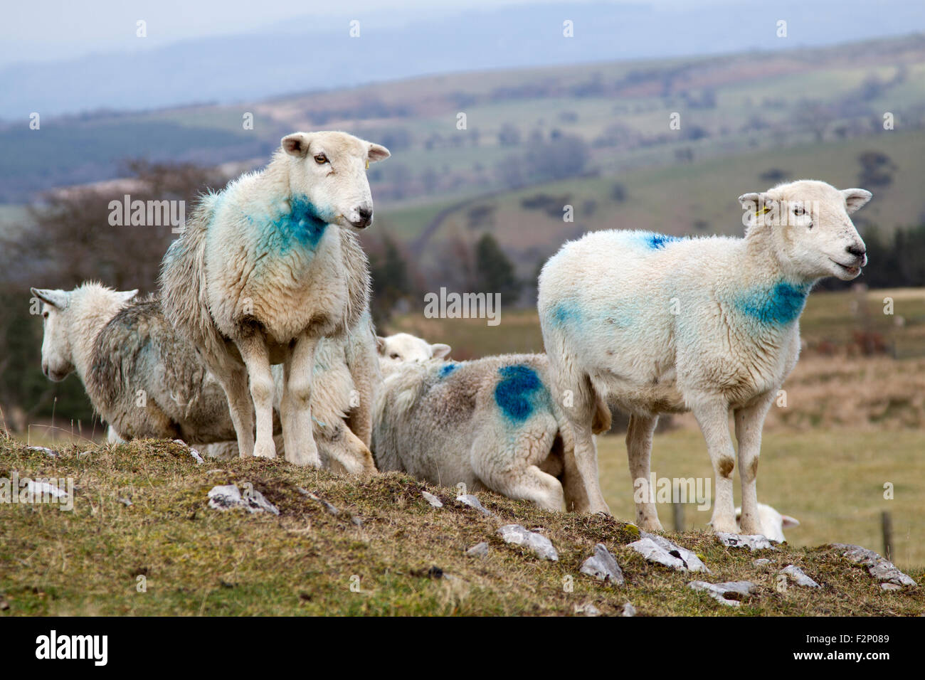 No Wool Sheep High Resolution Stock Photography and Images - Alamy
