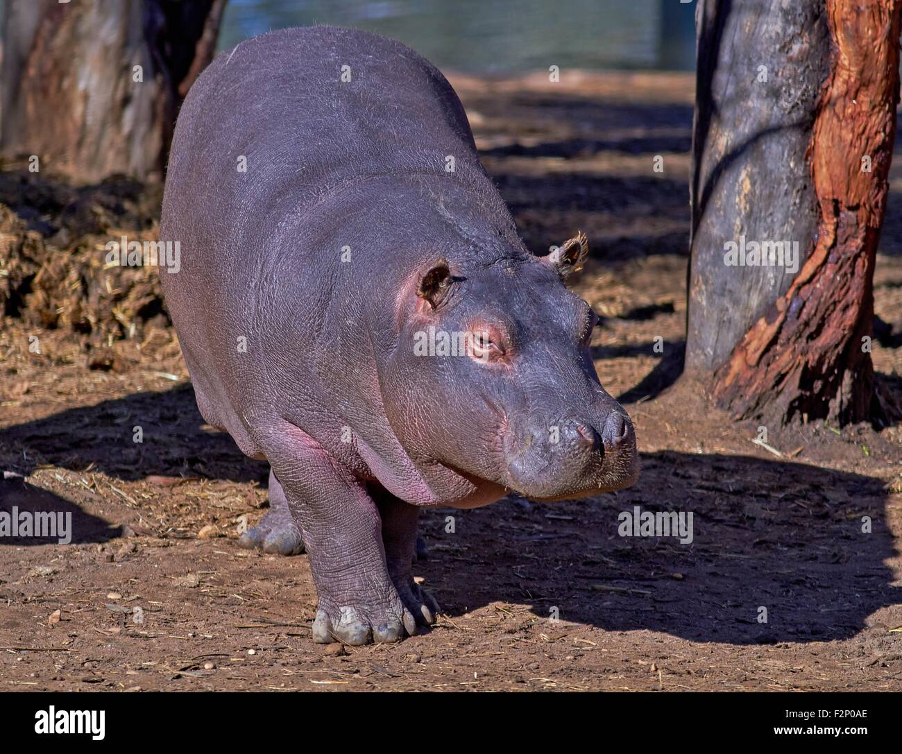 Common hippos are recognisable by their barrel-shaped torsos, wide ...