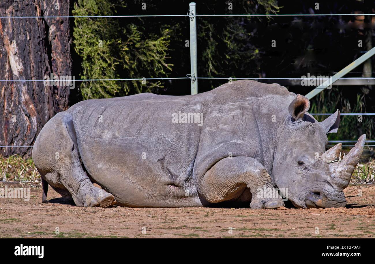 Prehensile lip hi-res stock photography and images - Alamy