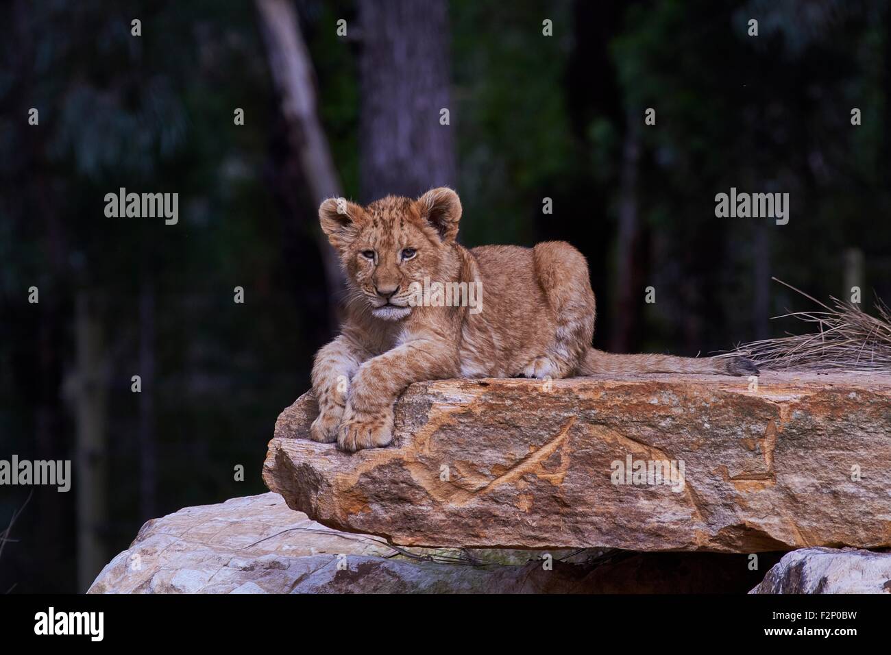 African Lion Cub Perched on a Rock Stock Photo - Alamy