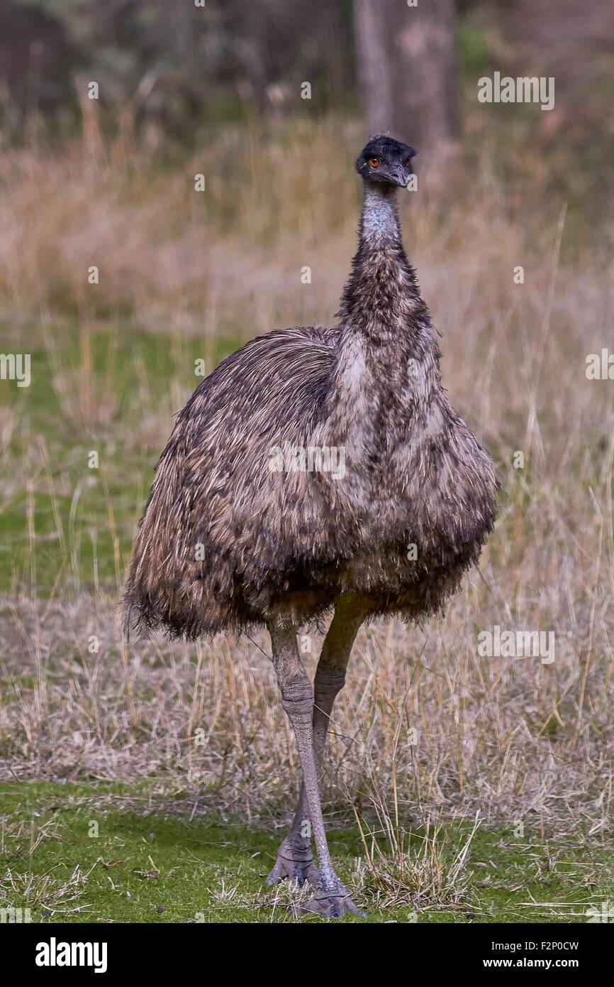 Emu Portrait Red Eyes Blue Head Stock Photo - Alamy