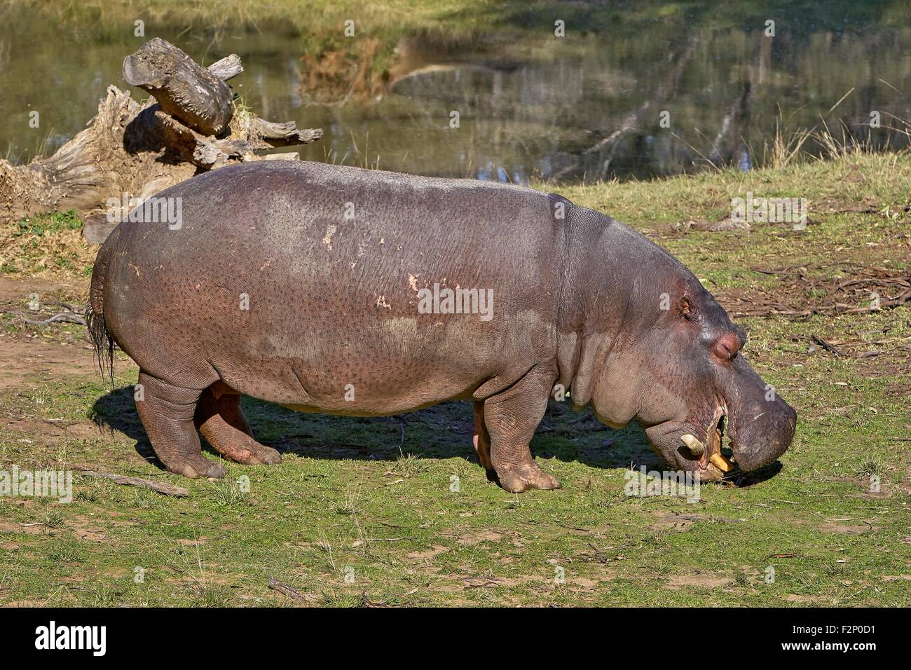 Hippo Meat High Resolution Stock Photography and Images - Alamy