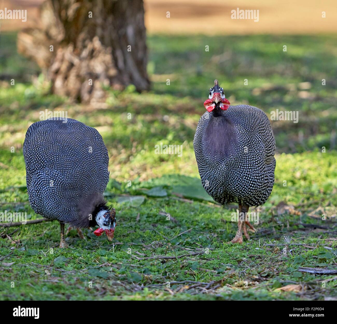 Guinea Fowl Native to Africa Stock Photo - Alamy