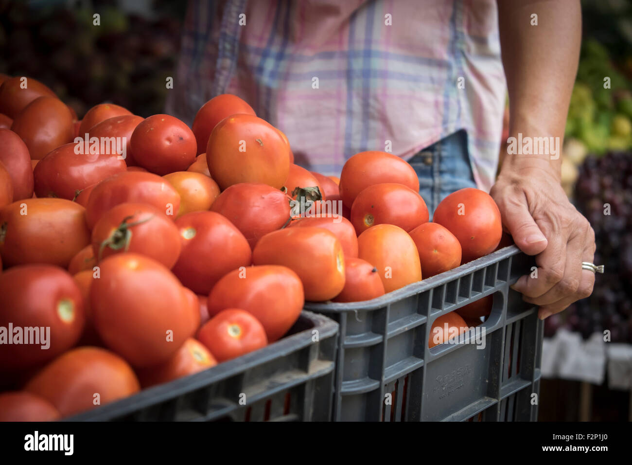 Tomato Farm Mexico