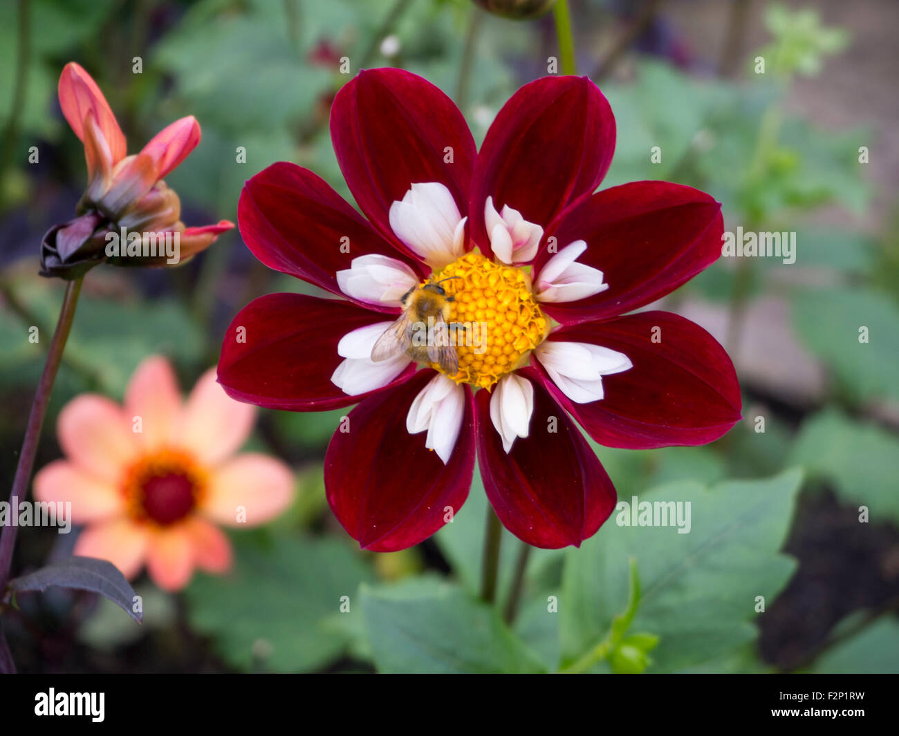 Variety of collarette dahlias hi-res stock photography and images - Alamy