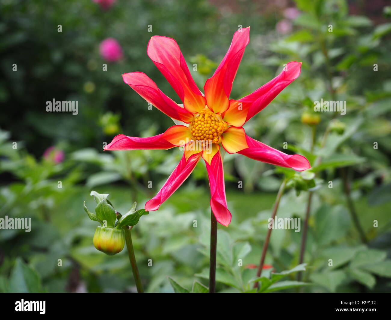Dahlia bloom with buds and leaves, a landscape aspect of variety ...
