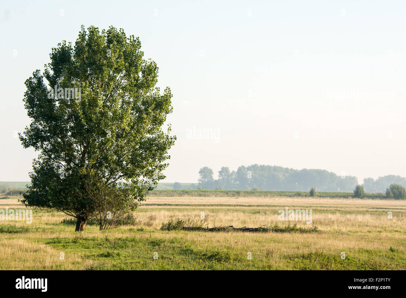 Tree countryside hi-res stock photography and images - Alamy