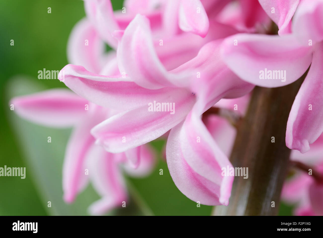 Beautiful pink hyacinth growing hi-res stock photography and images - Alamy