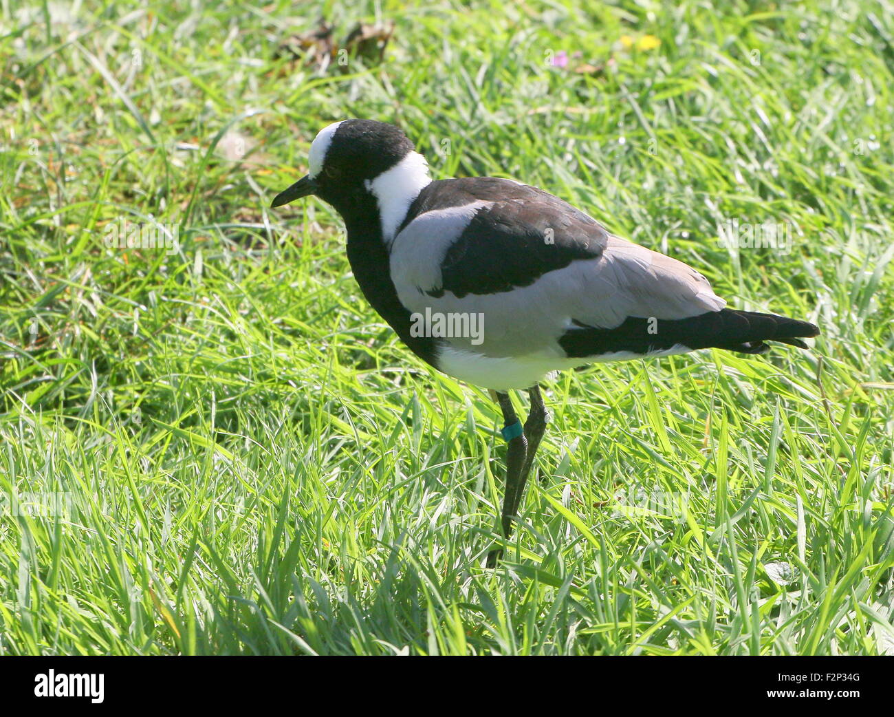 Blacksmith Lapwing High Resolution Stock Photography and Images - Alamy