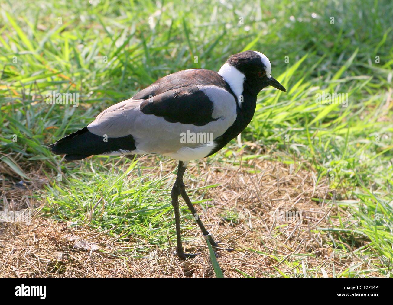 East African Blacksmith lapwing or Blacksmith plover (Vanellus armatus ...