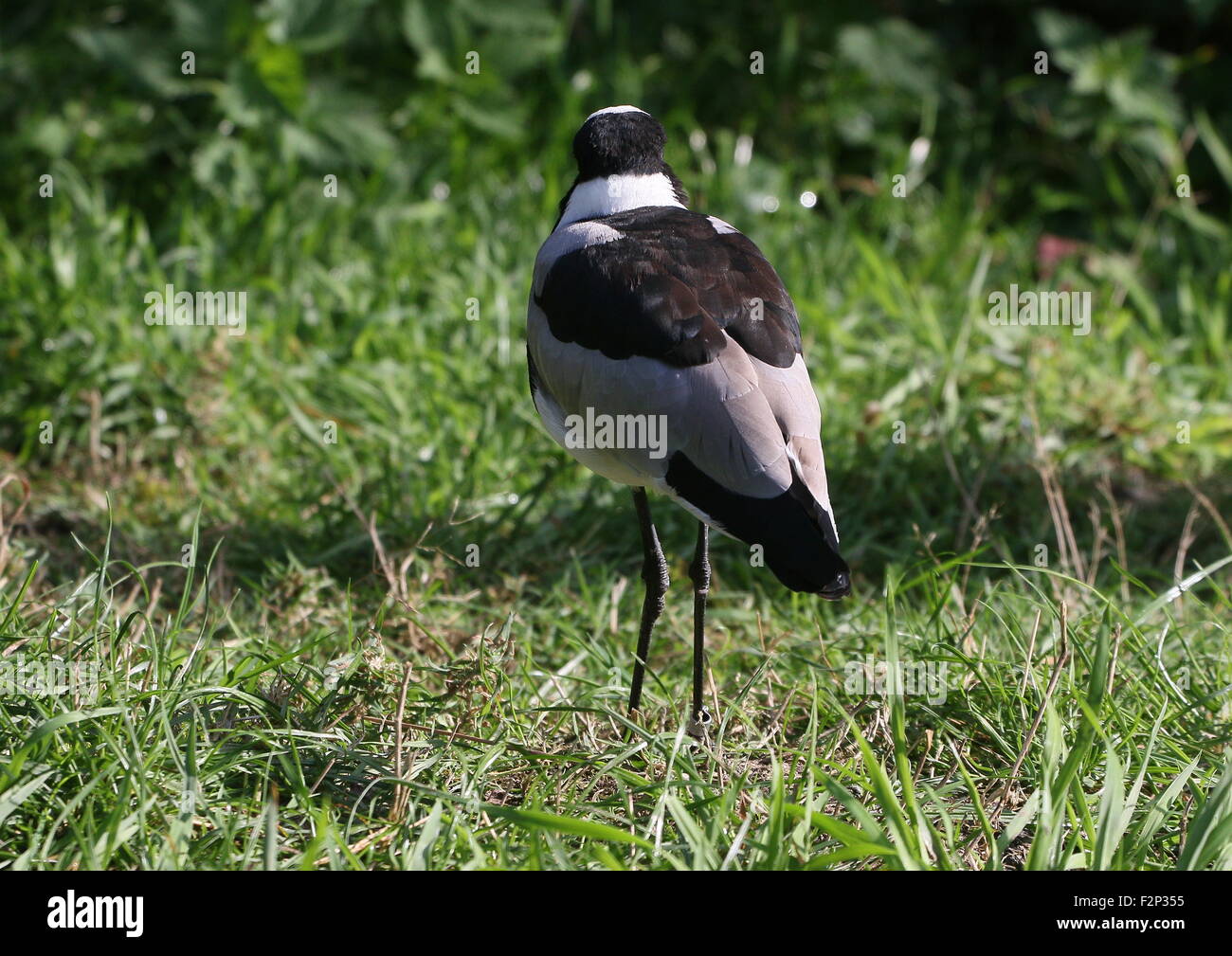 East African Blacksmith lapwing or Blacksmith plover (Vanellus armatus ...