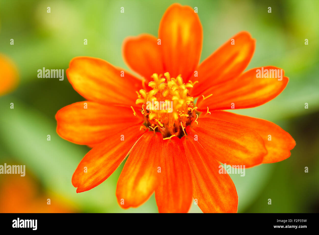zinnia flower in the garden Stock Photo - Alamy